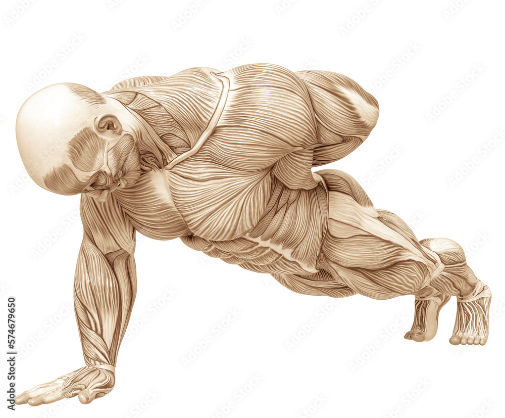muscle man anatomy in an white background Stock Illustration | Adobe Stock
