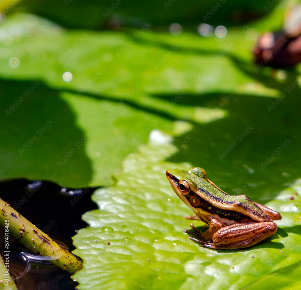 Small endemic frog Brown Mantella (Mantidactylus melanopleura), species ...
