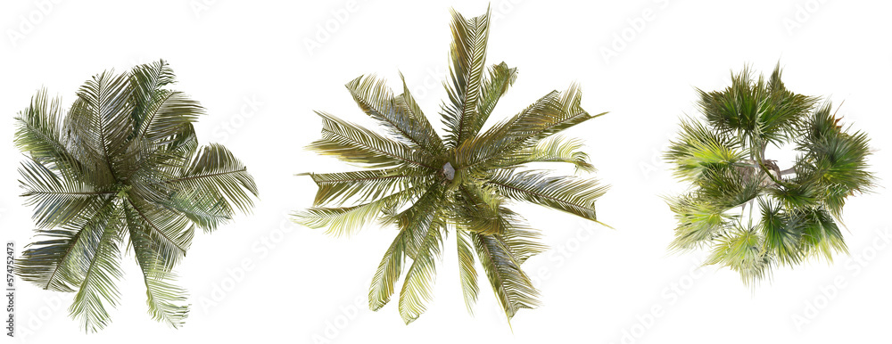 Set of 3D Palm plan on white background, Use for visualization in ...