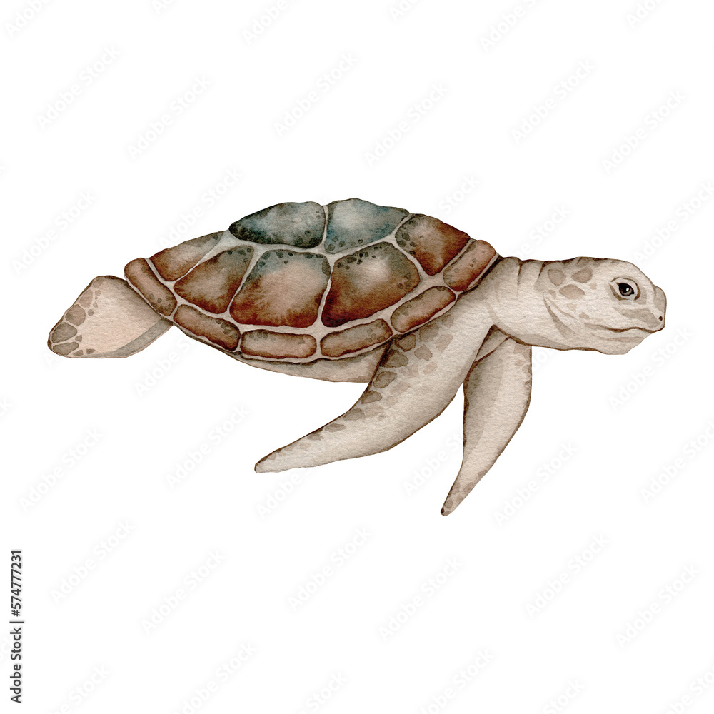 Hand-painted watercolour illustration of sea turtle on white background ...
