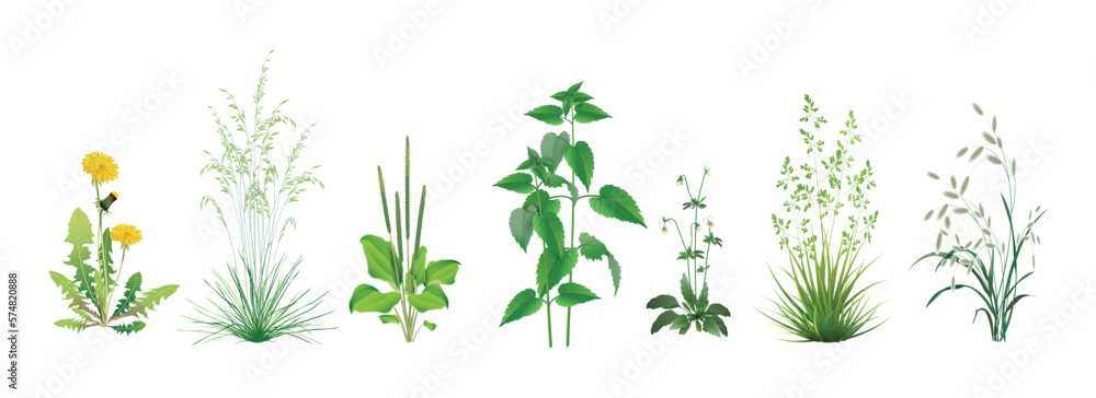 A set of realistic vector images of wild field, meadow, steppe (some ...