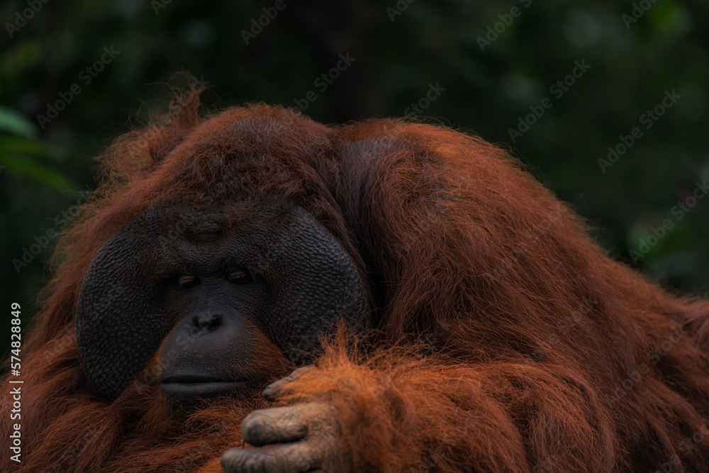 Bornean orangutan (Pongo pygmaeus) is a species of orangutan native to ...