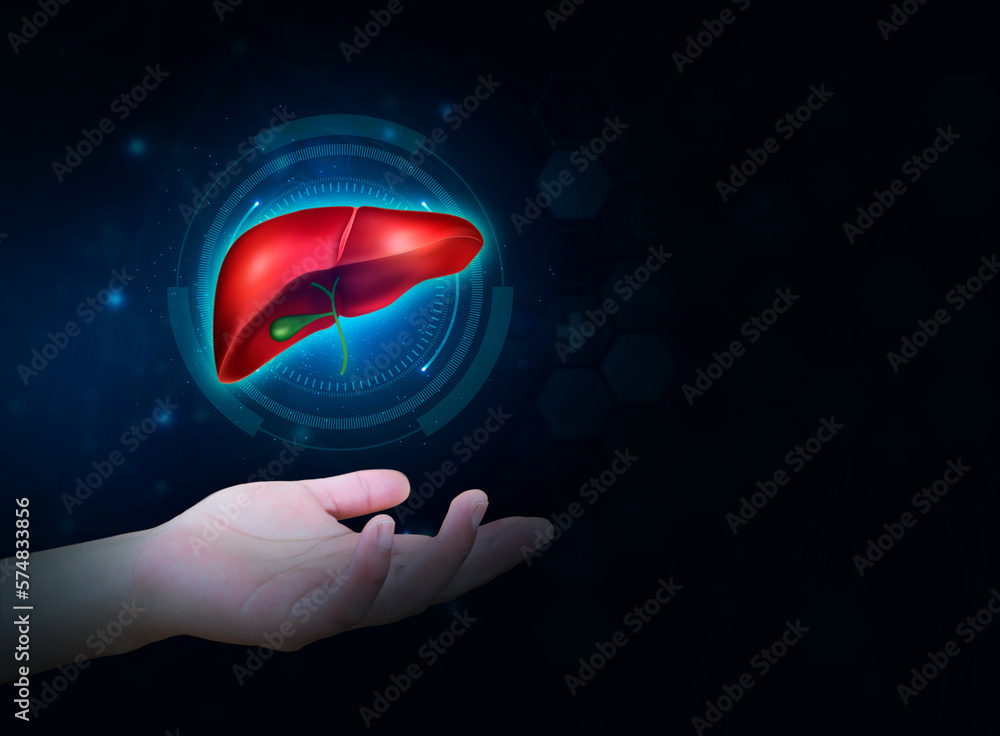 Hand of health personnel showing the liver.Isolated. Hepatologist model ...