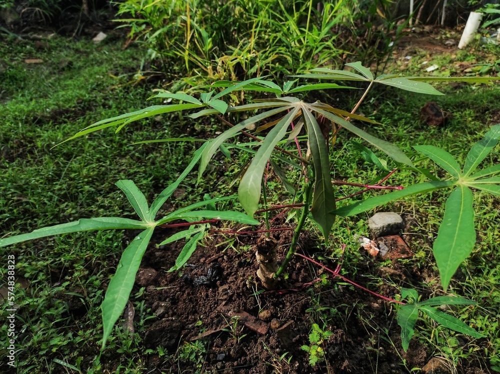 Close up photo of cassava or cassava plants that are still small. The ...