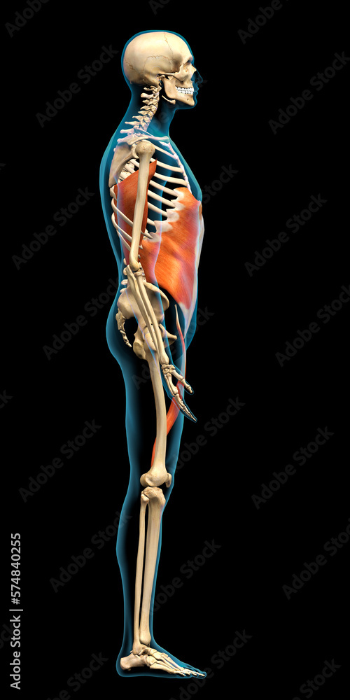 Full Body Anatomical Model of Male Lateral Power Network Muscles in ...