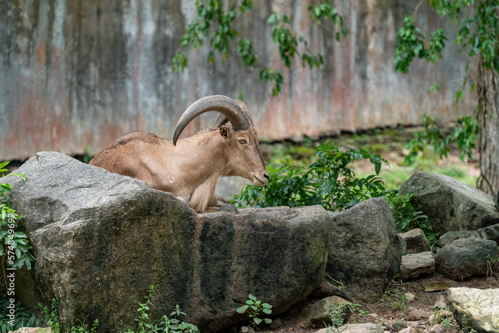 The North African maned ram lies on a rock in the zoo. The North ...