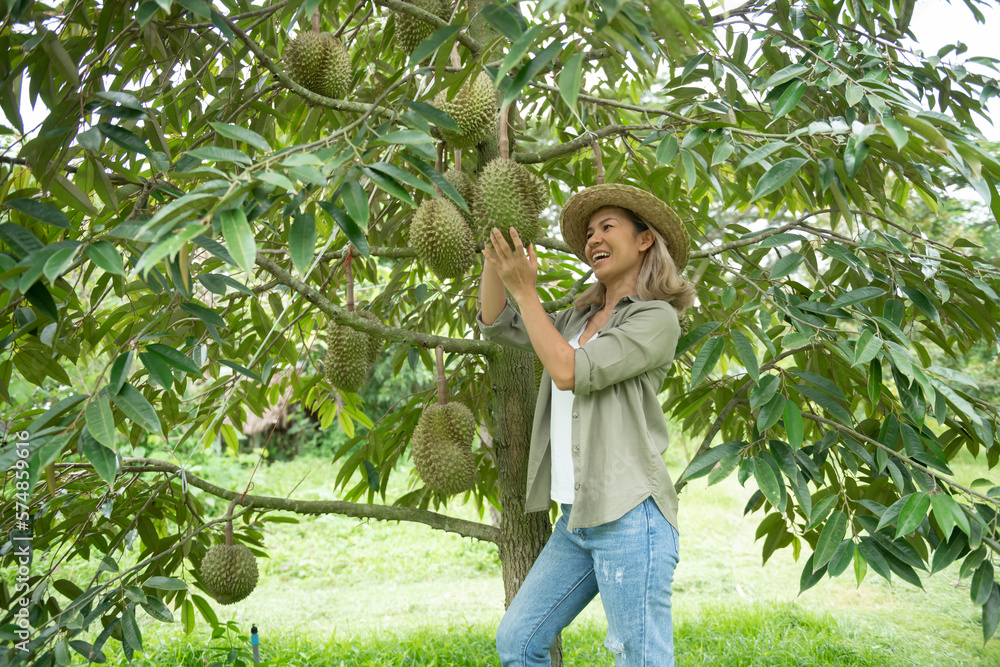 Happy young asian woman farmer holding durian in durian plantation ...