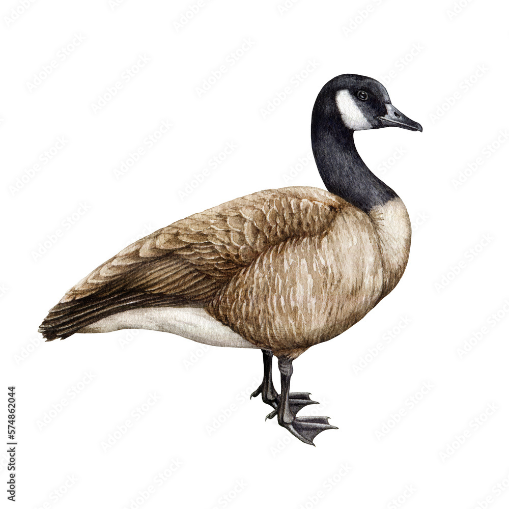 Canada goose bird watercolor illustration. Hand drawn realistic ...
