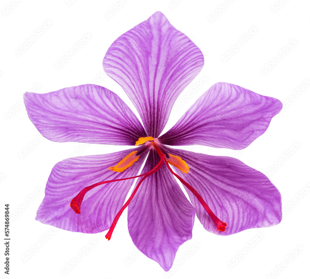 Saffron flower isolated. PNG transparency Stock Photo | Adobe Stock