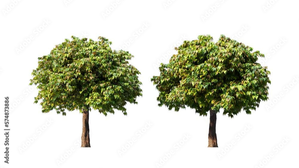 Vidéo Stock Growing trees isolated with alpha.3D animation growth grow ...