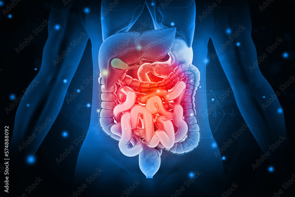 Anatomy of human body with digestive system. 3d illustration Stock ...