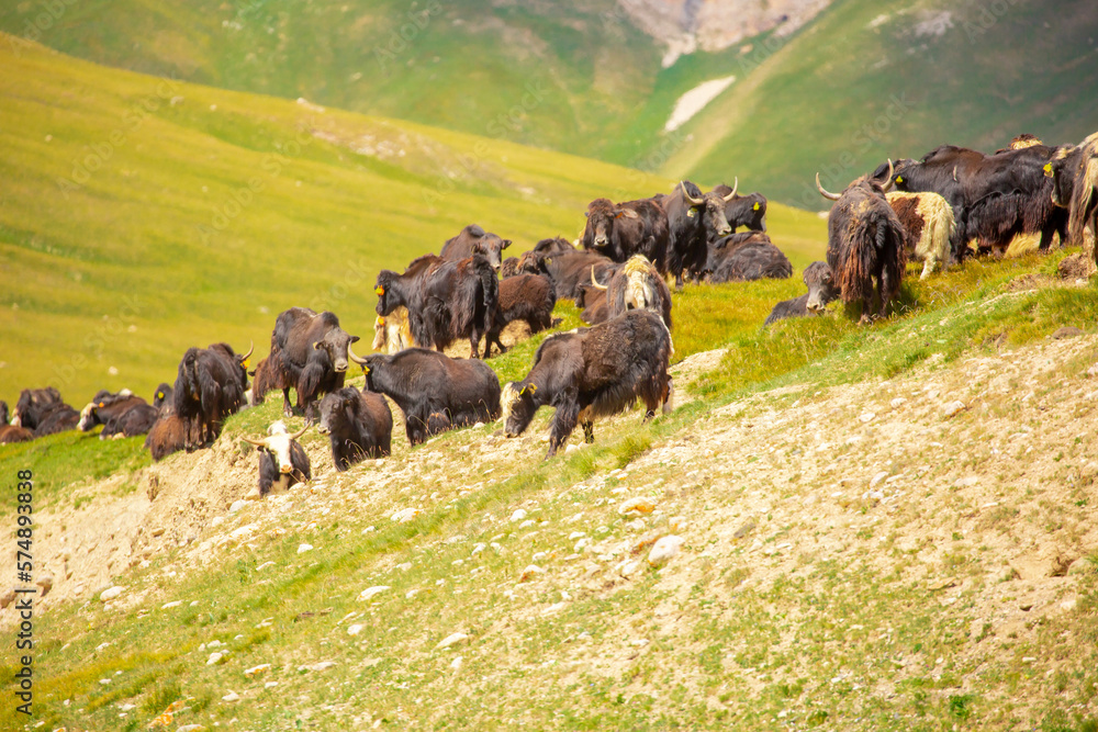 Foto de A herd of yaks graze in the mountains. Himalayan big yak in a beautiful landscape. Hairy ...