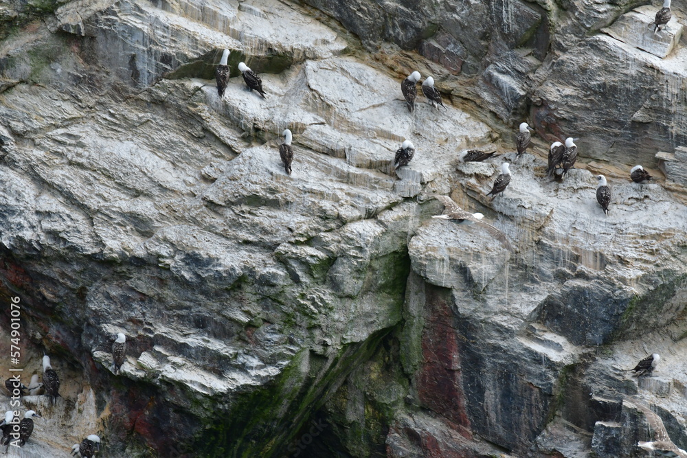 guano boobies Reserva Nacional Pinguino de Humboldt chile Stock Photo ...