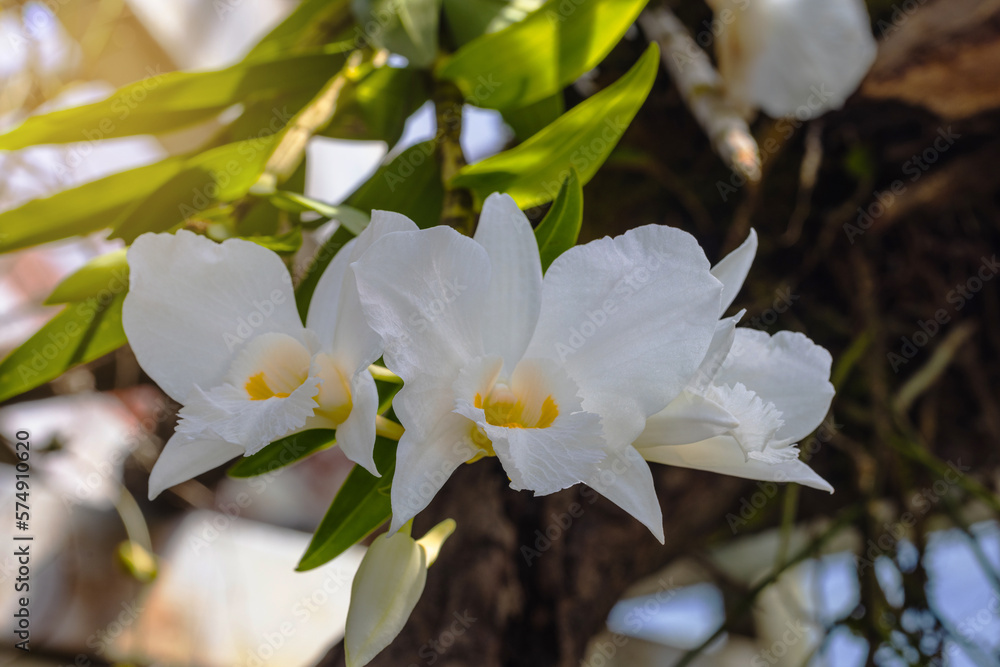 Dendrobium scabrilingue Lindl, Beautiful rare wild orchids in tropical ...