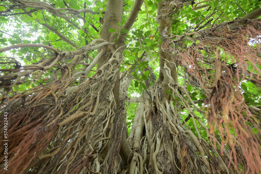 The Ficus benghalensis, also known the as Banyan Tree, has a complex ...