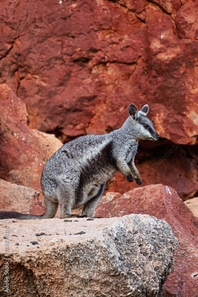 Cute black-footed wallaby profile. Orange and red background rocks ...
