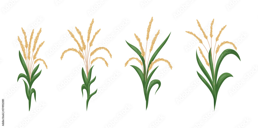 Asian rice. Leaf and paddy seeds. Plant crop. Grain food growing ...