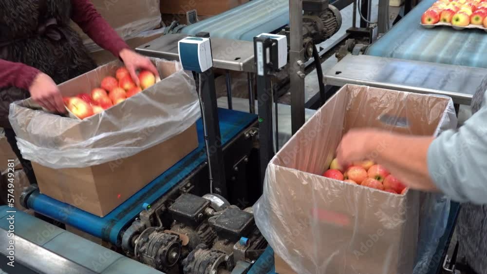 Packing House Workers Packing Fresh Apples. Apples in Consumer Units On ...