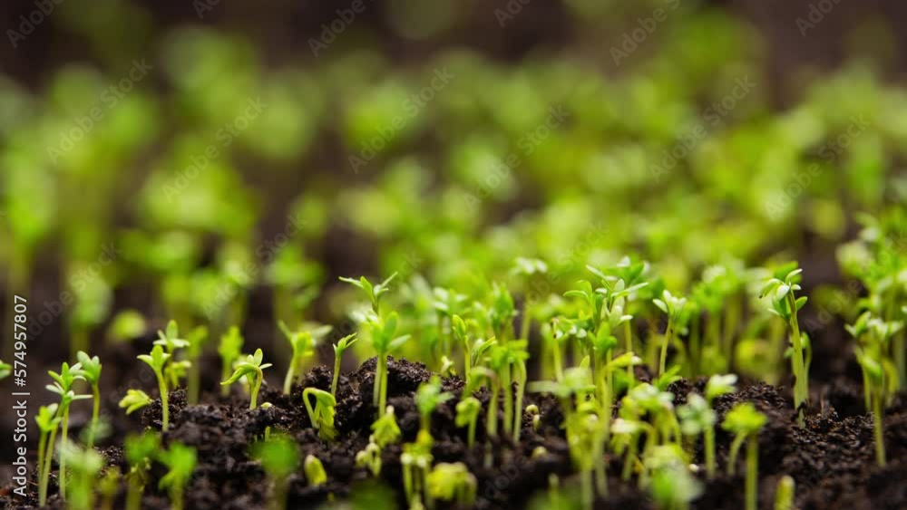 Agriculture. Growing plants in time lapse. Sprout germination at spring ...