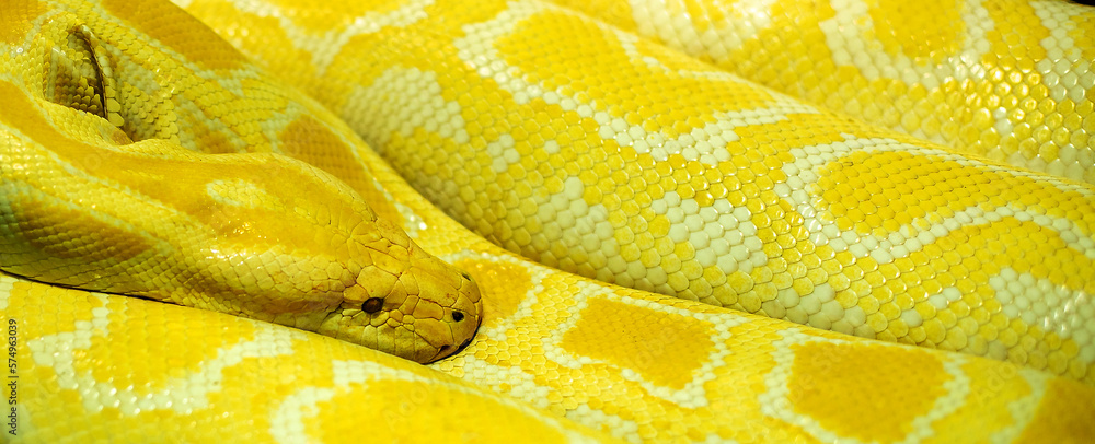 Amelanism (also known as amelanosis) is a pigmentation abnormality ...