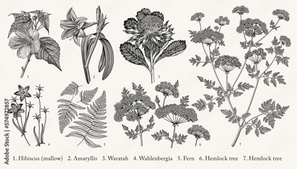 Hemlock Tree Drawing