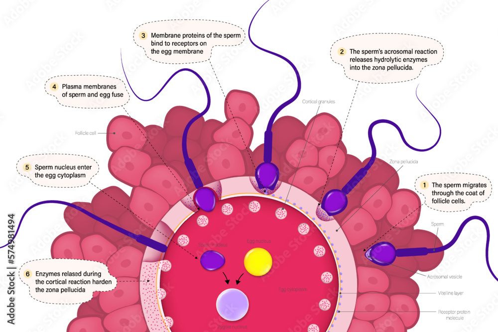 Human fertilization vector. The union of a human egg and sperm. Ovum ...