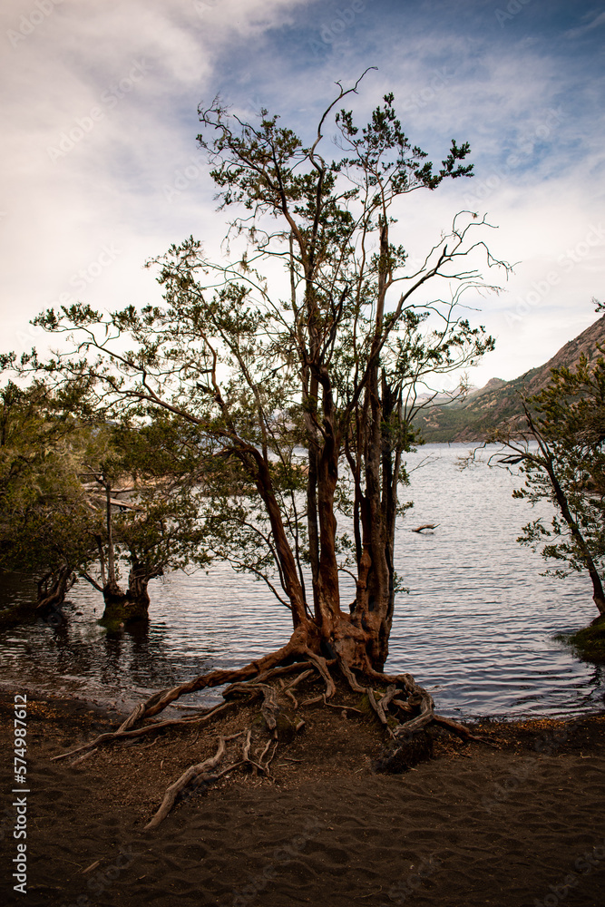 Árbol de Arrayán en bosque patagónico, frente a lago Stock Photo ...