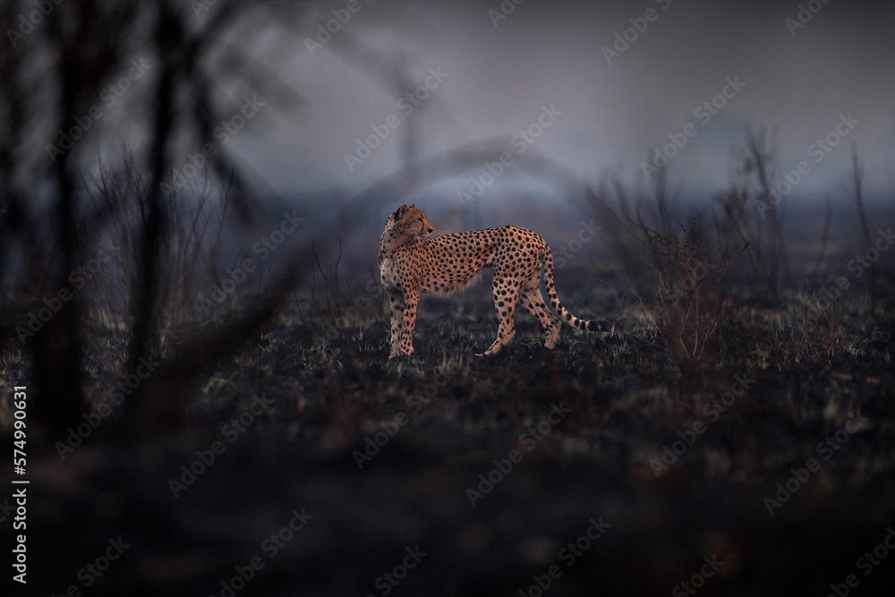 Cheetah, fire burned destroyed savannah. Animal in fire burnt place ...
