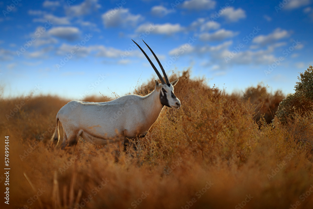 Arabia nature. Wildlife Jordan, Arabian oryx or white oryx, antelope ...