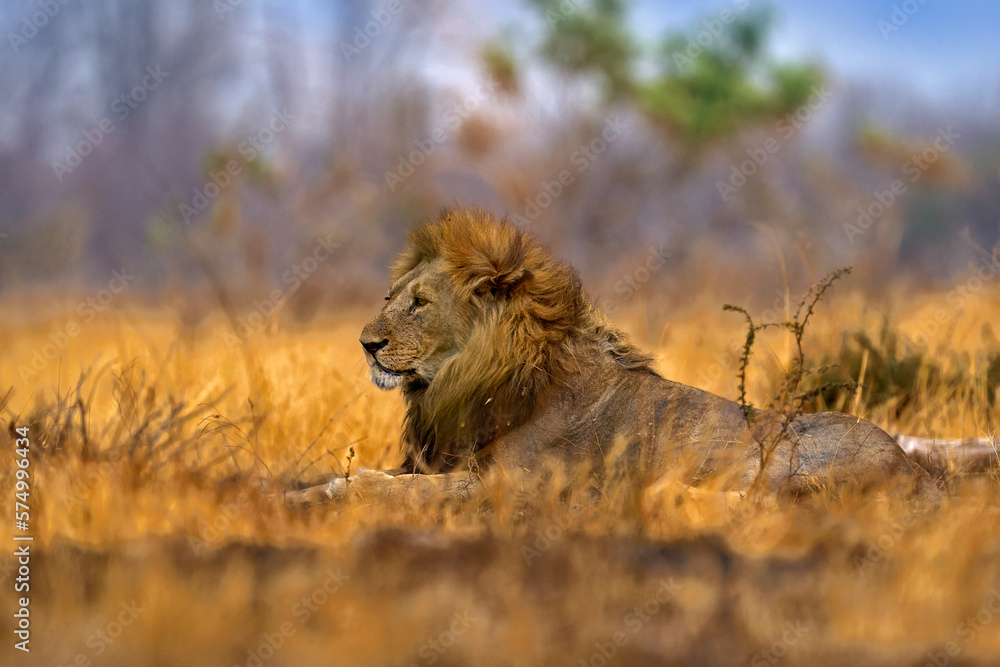 Lion, fire burned destroyed savannah. Animal in fire burnt place, lion ...