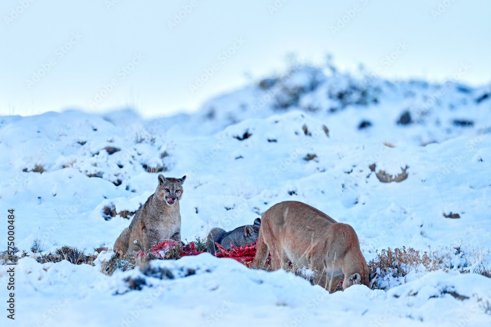 Poster Puma eating guancao carcass, skeleton in the mouth muzzle with ...