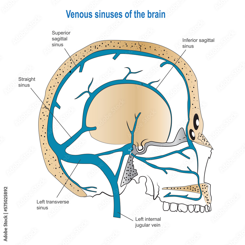Brain structure.Venous sinuses of the brain viewed from the right side ...