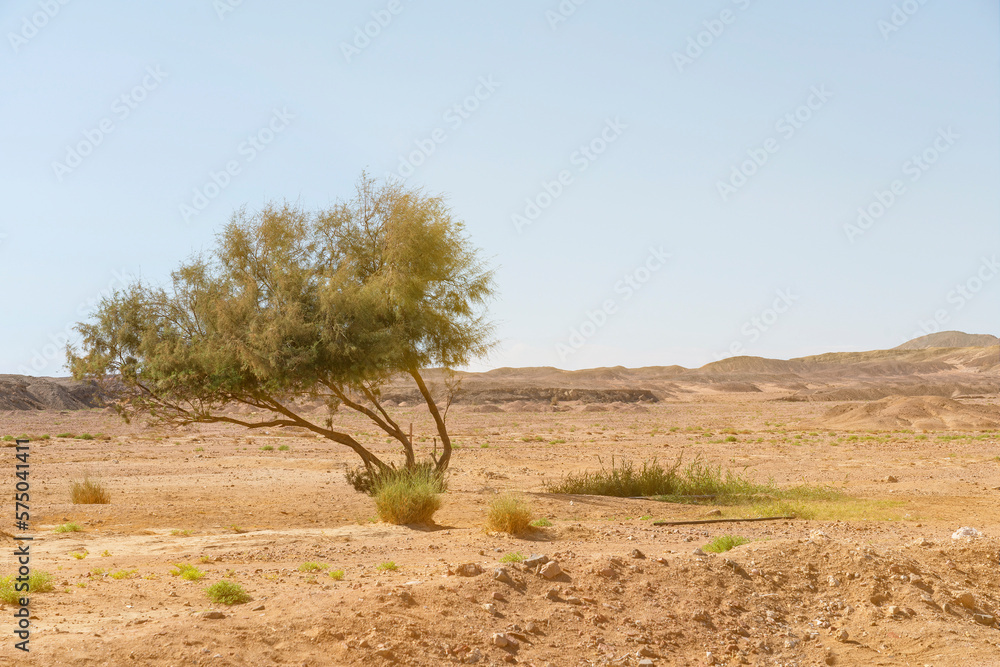 Ras Mohammed National Park desert landscape with tree, Sinai, Egypt ...