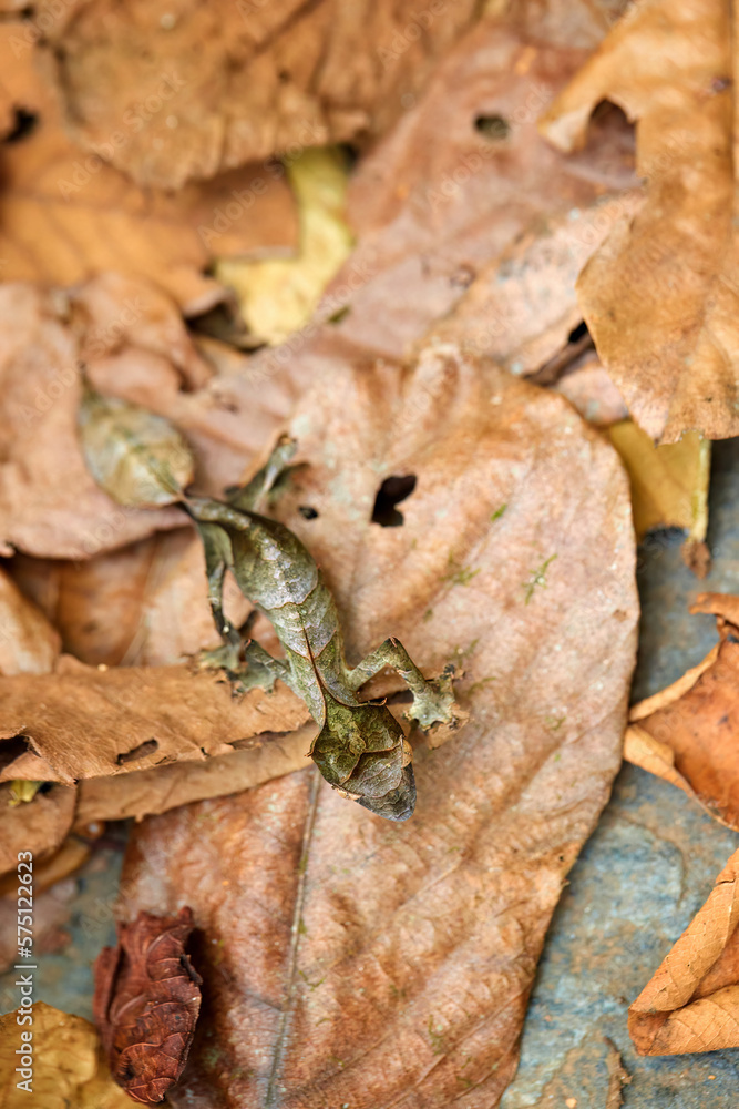 Uroplatus phantasticus, Satanic Leaf-tailed Gecko indigenous to the ...