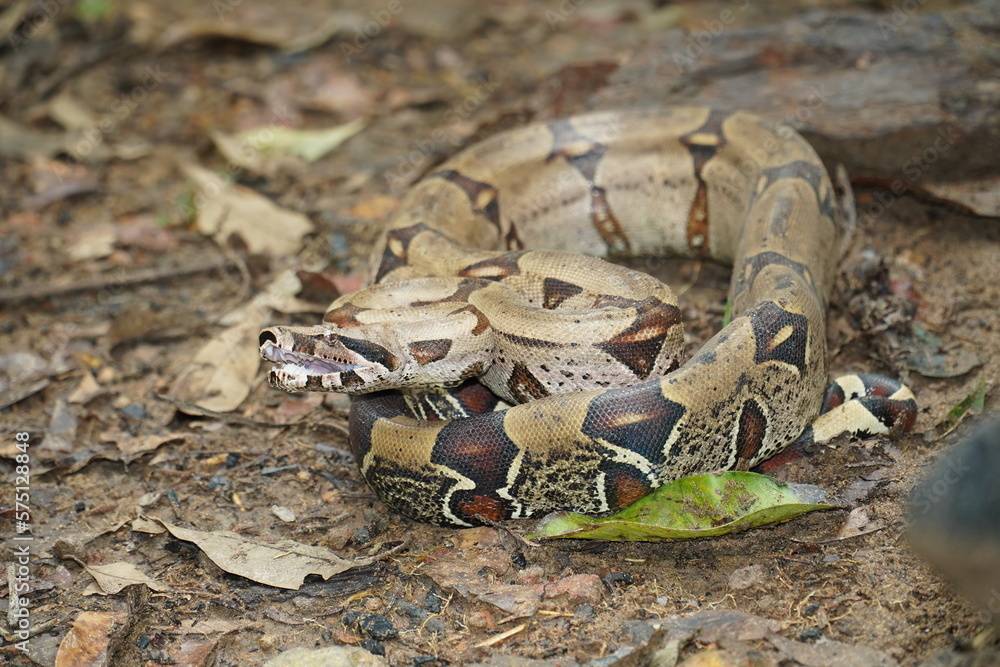 Boa Constrictor snake, wildlife in Amazon rainforest. Near Novo Airao ...