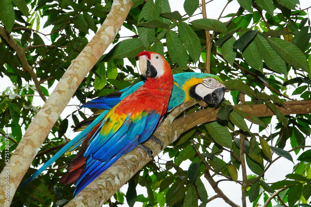 Couple of Arara (Red and Green Macaw, Ara ararauna) on an Inga Edulis ...