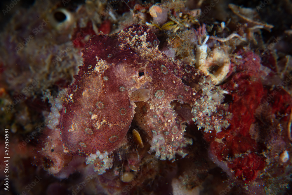 A Blue-ringed octopus, Hapalochlaena sp., blends in with the seafloor ...