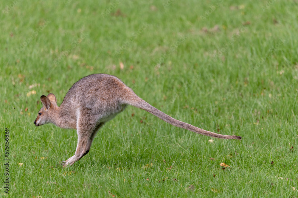 Wild wallaby, kangaroo seen in the outdoors. Taken in Bunya Mountains ...