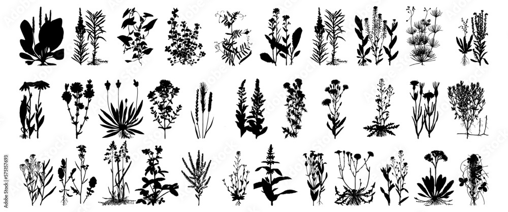 wildflower silhouette set Stock Vector | Adobe Stock