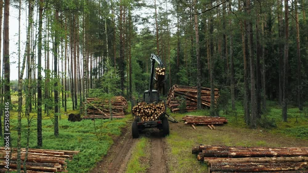 Unloading Wood Cargo From Truck To Ground In Forest. Stacking Wood ...