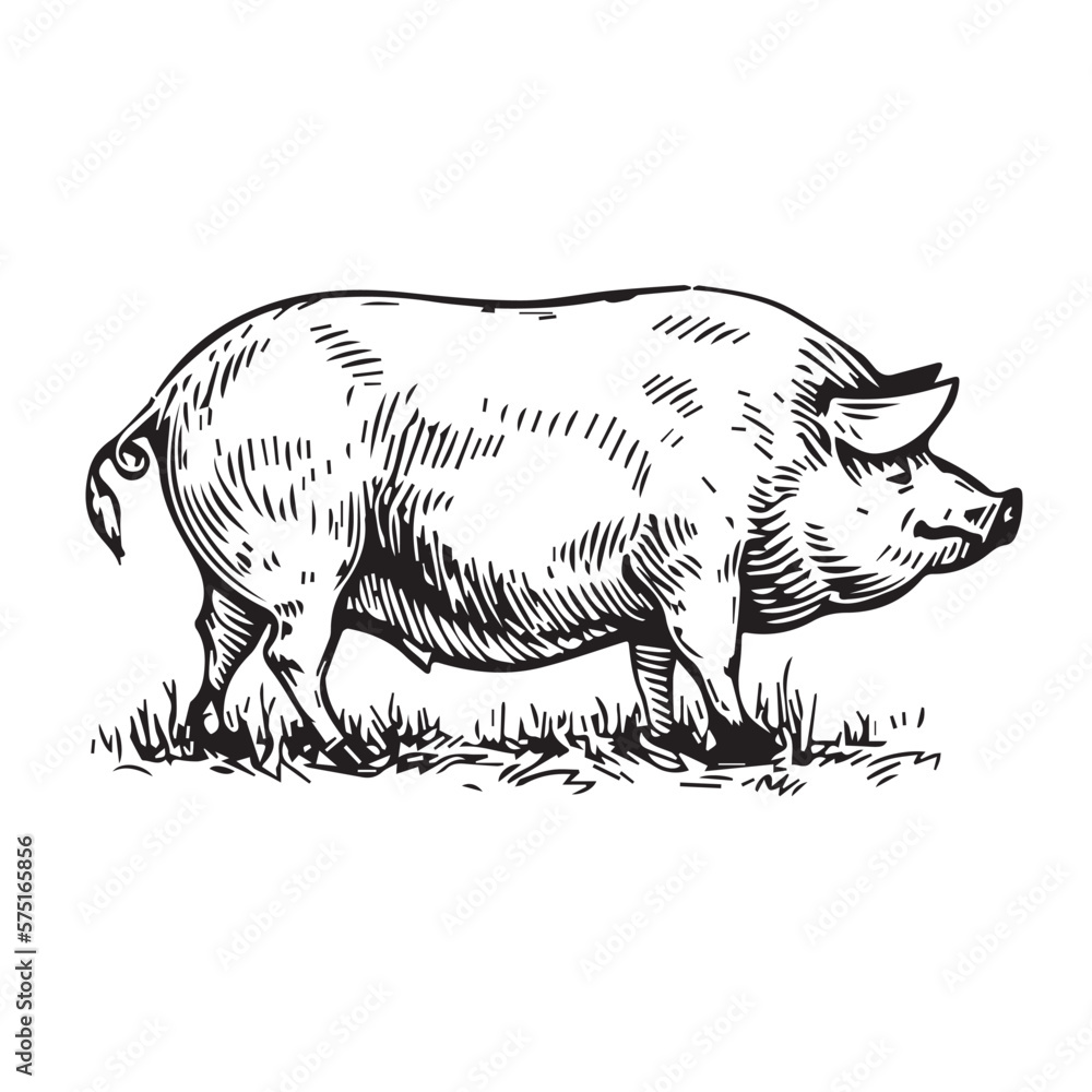 Funny Pig coloring pages, Pig coloring pages, Animal Coloring page ...