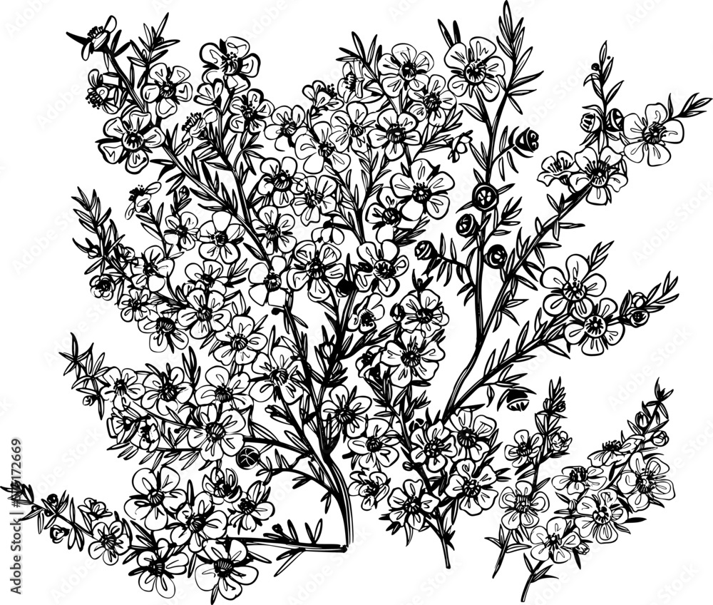 vector sketch of the black and white manuka tree flowers Stock Vector ...