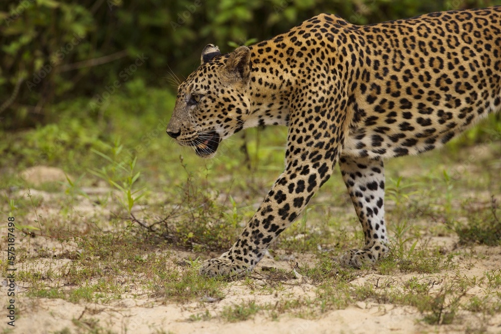 Ceylon leopard hidden in dense vegetation in Yala National Park on a ...