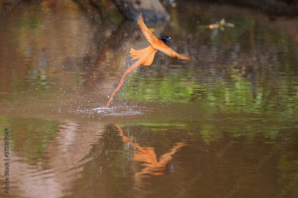 Indian paradise flycatcher, Terpsiphone paradisi is a medium-sized ...