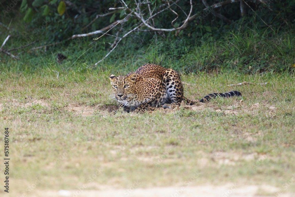 Ceylon leopard hidden in dense vegetation in Yala National Park on a ...