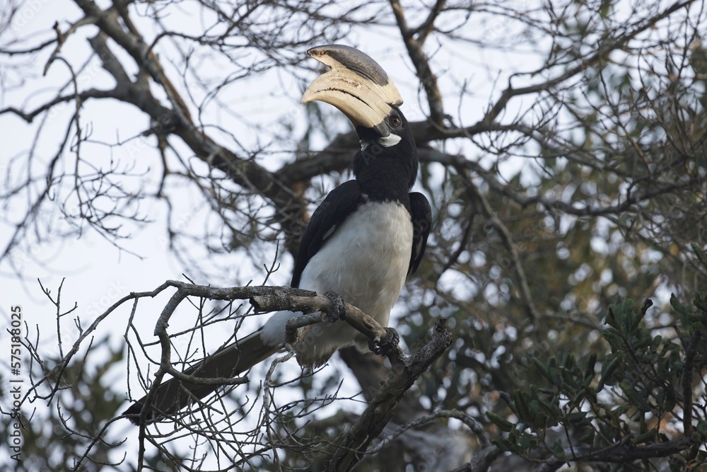 Malabar Pied-Hornbill, Anthracoceros coronatus, zoborožec malabarský ...