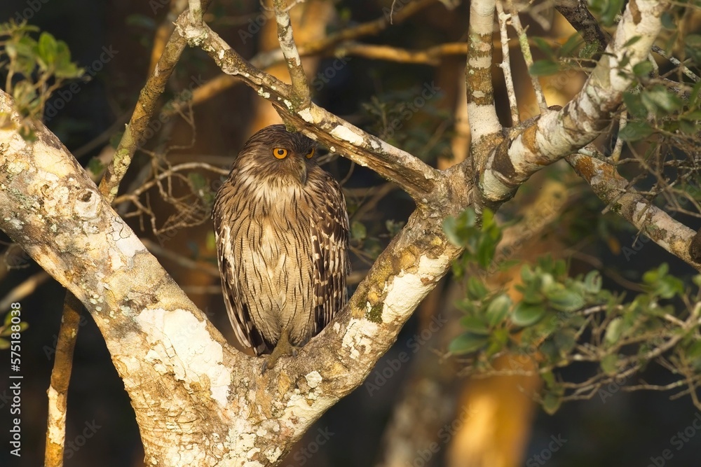 The brown fish owl (Ketupa zeylonensis) is a fish owl species in the ...