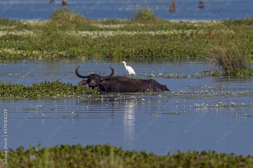 Refreshment of Water buffalo. Male water buffalo bathing in the pond in ...