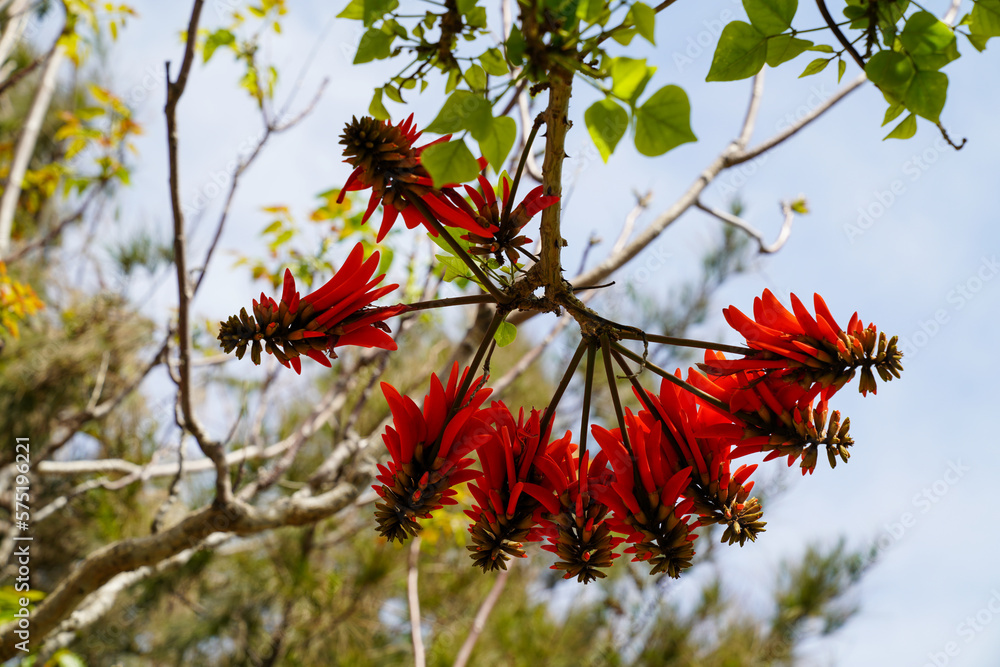 Erythrina variegata, commonly known as tiger's claw or Indian coral ...
