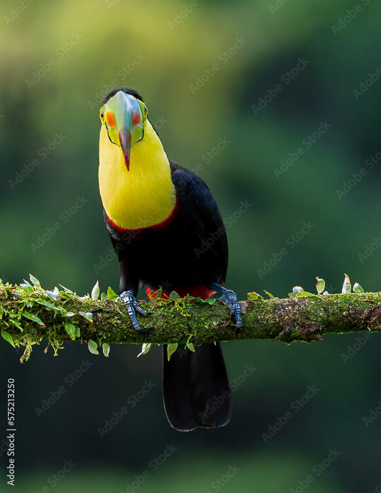 Tucán Pico iris o Tucán Pico verde closeup de un tucán sobre una rama ...